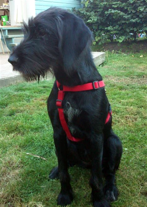 German Wirehaired Pointer X Labrador Puppies Labradors X German