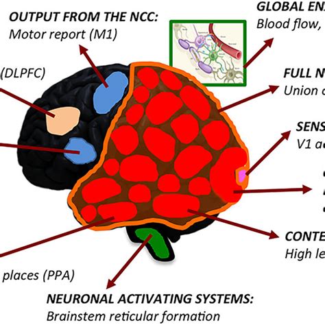 Definition Of The NCC Content Specific NCC Red Directly Contribute Download Scientific