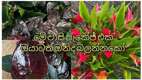 No 364 මල් පිරැණු පැකේජ් හොයපු ඔයාලට කලු වර්ග 2ක් එක්ක වටිනම පැකේජයක් Youtube