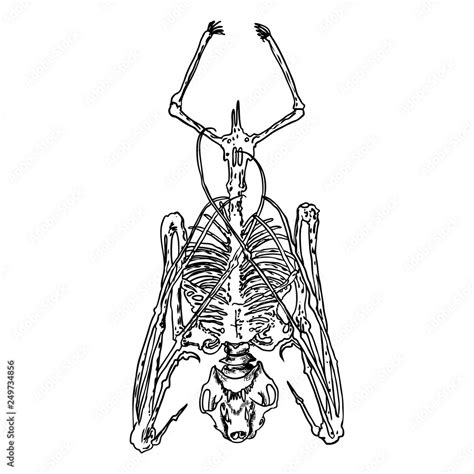 Bat Skeleton Drawing Gothic Illustration Of Aggressive Monsters Bones