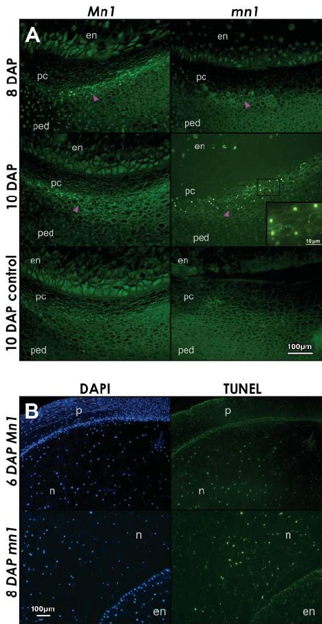 Apoptotic Like Pcd Is Diagnosed By The Tunel Stain In A P C Layers Of Download Scientific