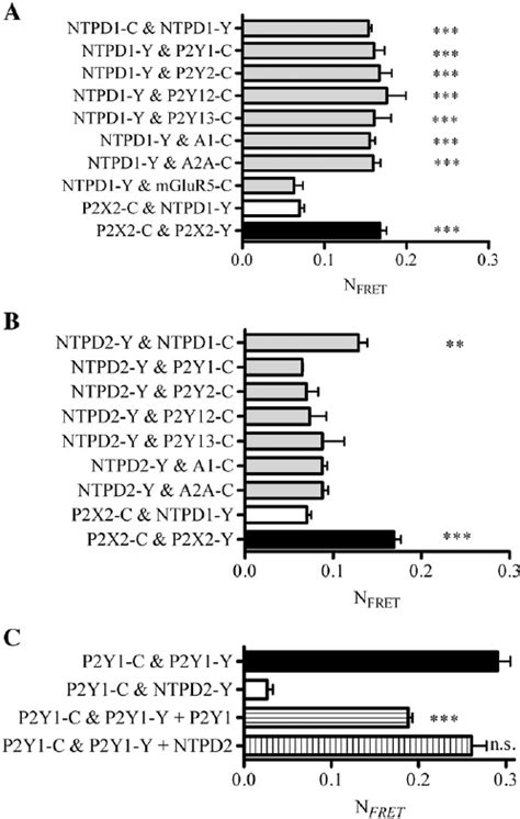 Interactions Between Ntpdases And Receptors For Adenine Nucleotides And