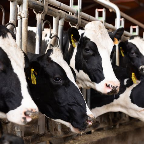 Botulism In Cattle What Farmers Need To Know Llm Farm Vets