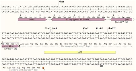 Pbad Hisa Plasmidpbad Hisapbad Hisa Plasmidpbad Hisa Sequencepbad Hisa Map