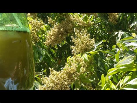 Lychee Tree Flower