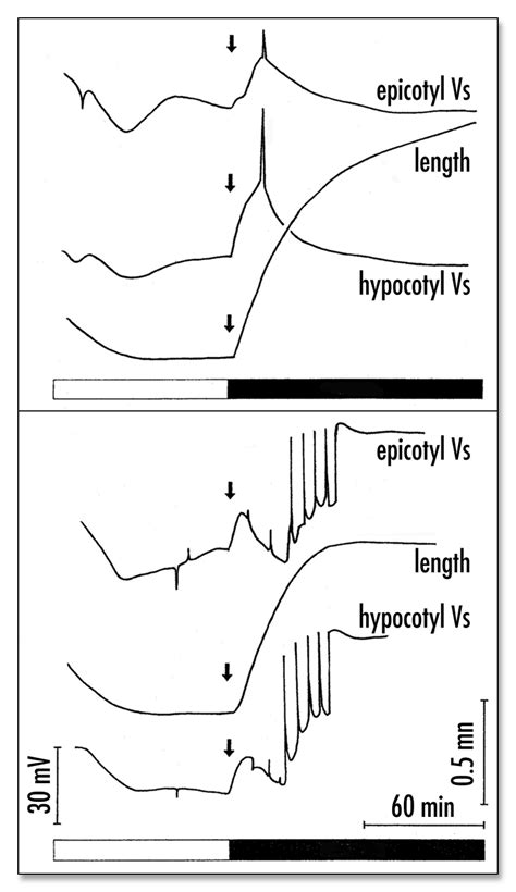 Simultaneous Measurements Of Epicotyl Upper Three Traces And Leaf Download Scientific Diagram