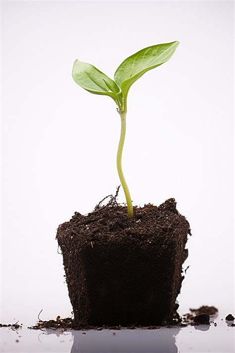نبات صغير مزروع في التربة الخلفية صورة خلفية للتنزيل المجاني
