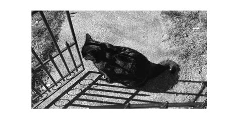 Dynamic Mode Decomposition