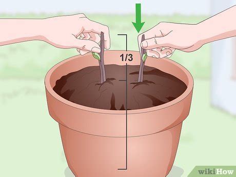 How To Root Trees With Pictures WikiHow