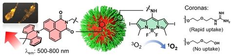 Polymer Dots With Delayed Fluorescence And Tunable Cellular Uptake For Photodynamic Therapy And