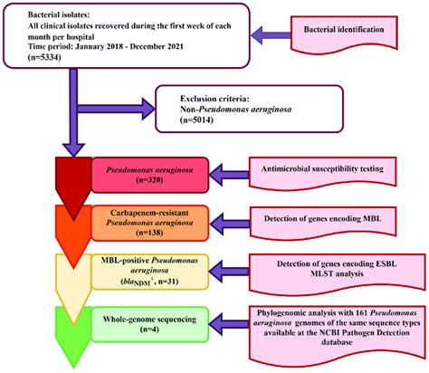 Flowchart Of The Process Of Bacterial Isolates Selection For Phenotypic Download Scientific