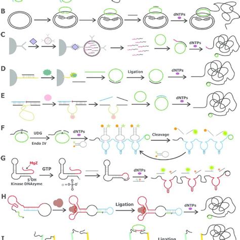 Pdf Rolling Circle Amplification A Versatile Tool For Chemical Biology Materials Science And