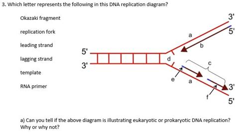 Solved Which Letter Represents The Following In This Dna Replication