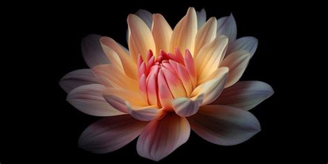 Premium Ai Image A Flower From The Garden Of A Water Lily