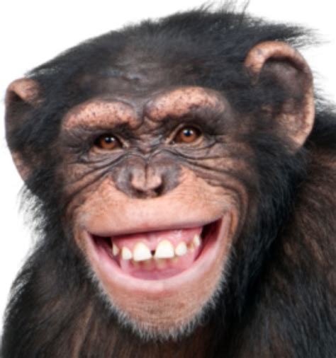 Monkey Funny R Ape