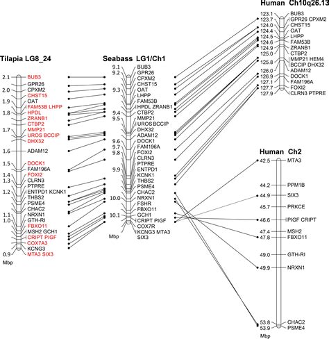 Frontiers Preferential Mapping Of Sex Biased Differentially Expressed Genes Of Larvae To The