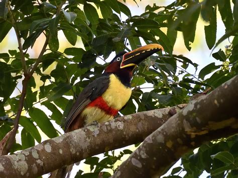 Chestnut Eared Aracari Birdforum