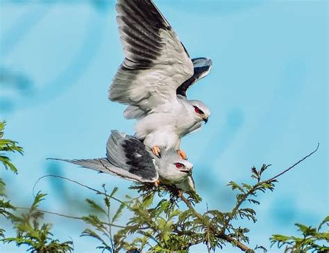 How Do Birds Mate All About Avian Reproduction