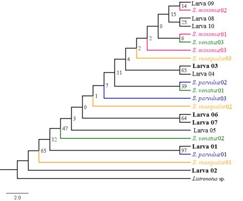 8 maximum likelihood tree for 18s consensus sequence from sphenophorus