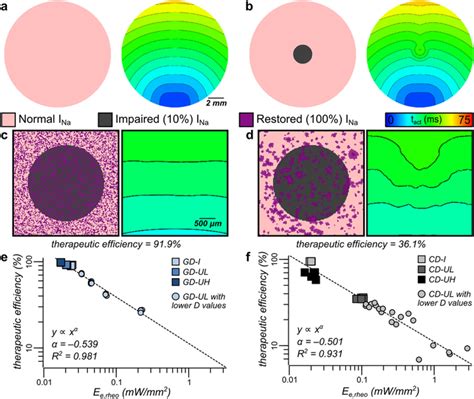 Validation Of The Proposed Optogenetics Based Strategy To Quantify The