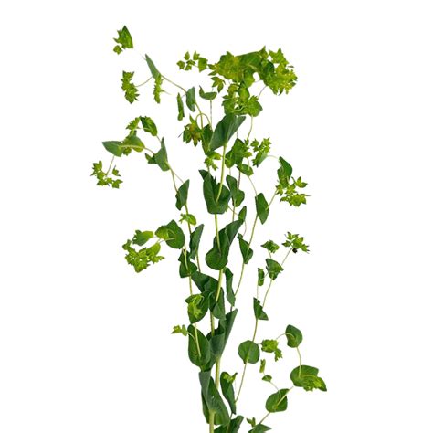 Bupleurum 10 Stems Metro Flower Market