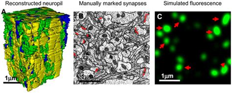 Brainbow Synapse
