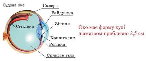 Око як оптична система. Зір і бачення. Окуляри. Вади зору та їх корекція