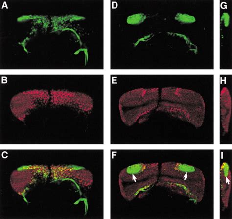 Sex Specific Deployment Of Fgf Signaling In Drosophila Recruits