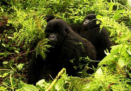 Gorilla - Wikipedia