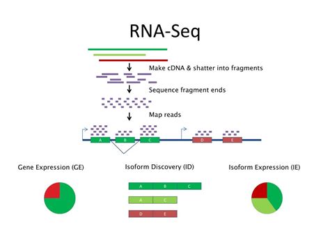 Ppt Estimation Of Alternative Splicing Isoform Frequencies From Rna