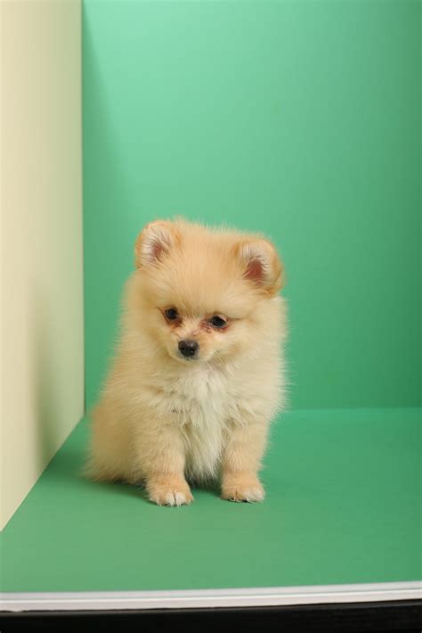 گالری عکس پامرانین خرسی فروشگاه اینترنتی پامر گروپ پامرانین