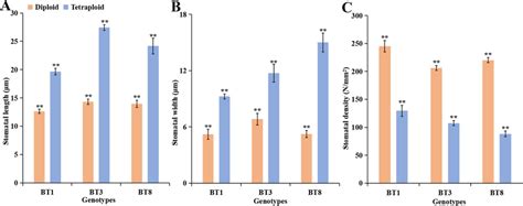 The Stomatal Length A Stomatal Width B And Stomatal Density Download Scientific Diagram