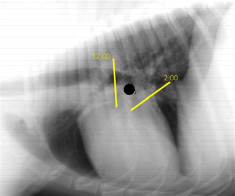 Clock Face Analogy Flashcards Quizlet