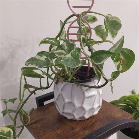 Dna Trellis For Climbing Plants 3d Printed Double Helix Trellis For