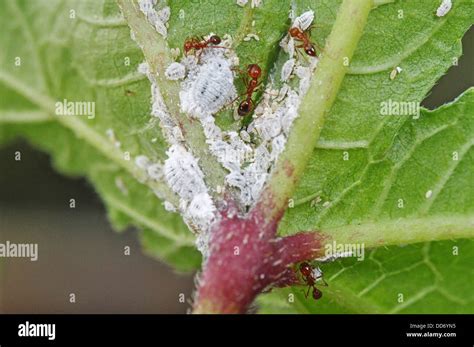 Mealy Bugs In Flour