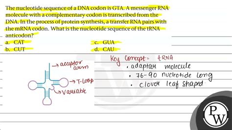 The Nucleotide Sequence Of A Dna Codon Is Gta A Messenger Rna Mole Youtube