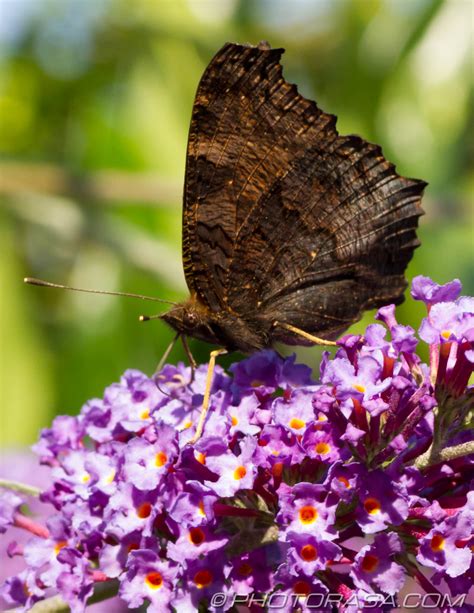 European Peacock Butterfly Photorasa Free Hd Photos