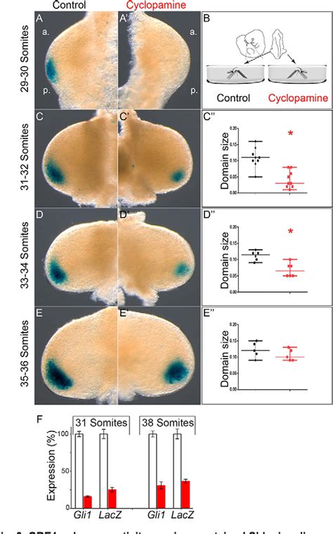 Figure 3 From A Gli Silencer Is Required For Robust Repression Of Gremlin In The Vertebrate Limb