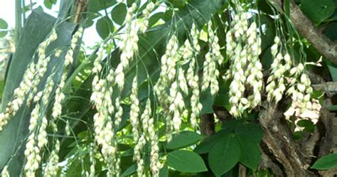 අරුම පුදුම ගොයම් ගසක් Mini Gossip Gossip Lanka News Hot Gossip Hiru Gossip