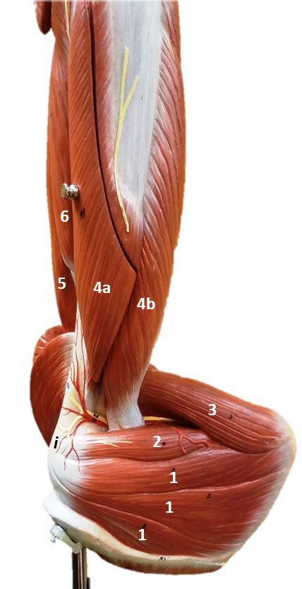 Upper Limb Proximal 4 Diagram Quizlet