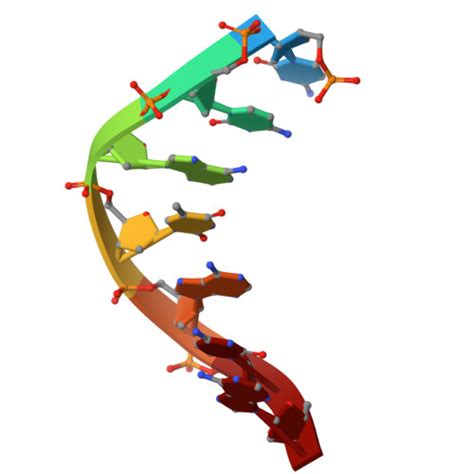 Rcsb Pdb 7tfw Taghg2t Ph11 Ph7 60s Metal Mediated Dna