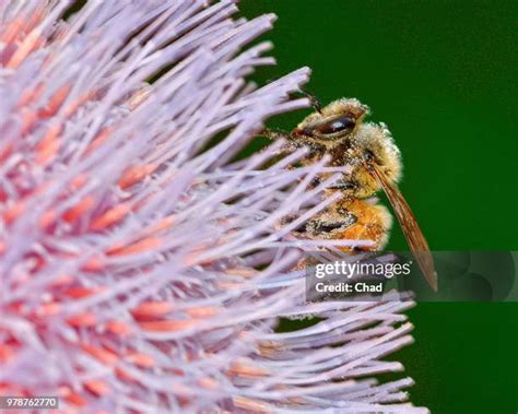 Peek A Bug Photos And Premium High Res Pictures Getty Images