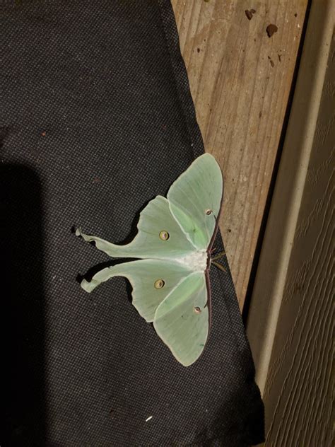 Can Someone Sex These Moths For Me I Tried Googling But I Cant Find A