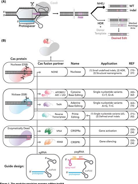 Figure 1 From Deconstructing Cancer With Precision Genome Editing