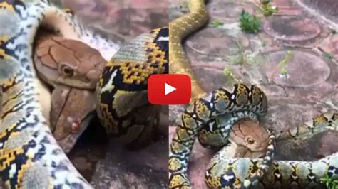 Python Sanp Viral Video முழு Python பாம்பை விழுங்கிய மற்றொரு