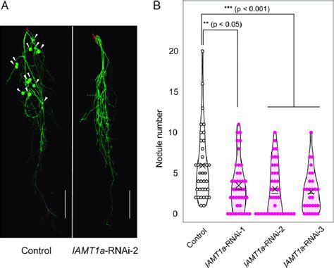 Iamt1a Rnai Inhibits Nodulation A Representative Phenotype Of Hairy Download Scientific