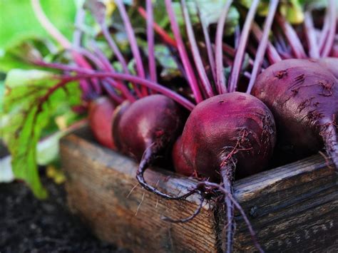 6 Health Benefits Of Beets—and 3 Surprising Risks Readers Digest
