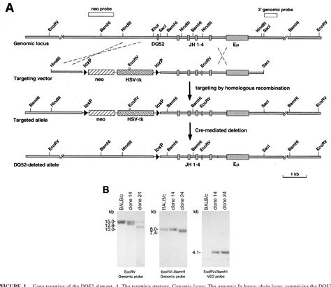 Figure 1 From Deletion Of The Dq52 Element Within The Ig Heavy Chain