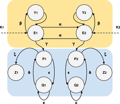Proposed Network For Central Pattern Generator Lines Ending In Circle