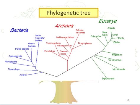 Genetics1 Classification Ranks And Clades Pptx Biological Sciences